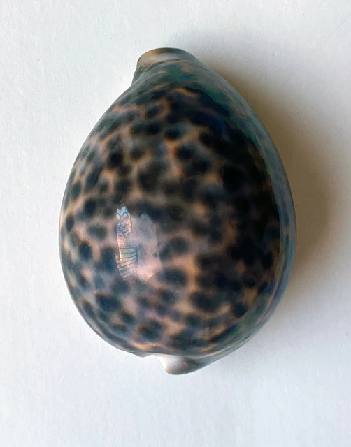 COLLECTABLE VINTAGE SPOTTED Tiger Cowrie sea shell 7.5cm $7.00 ...