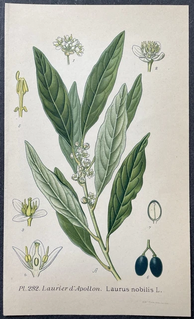 BOTANIQUE LAURIER D’APOLLON Laurus nobilis Gravure couleur de 1893 par ...
