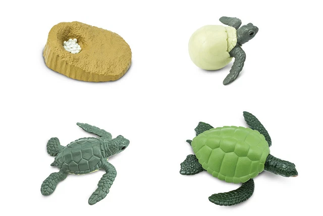 MODELS OF GREEN Sea Turtle Life Cycle - MONTESSORI BIOLOGY $12.00 ...