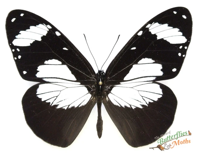 AMAURIS NIAVIUS THE Frate Farfalla Set Verso x1 A1- Entomologia Insetto ...