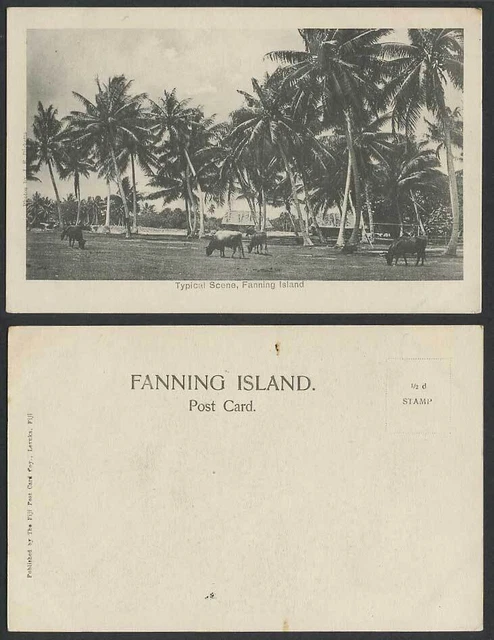 FANNING ISLAND TYPICAL Scene, Cattle Grazing Palm Trees Kiribati Old UB ...