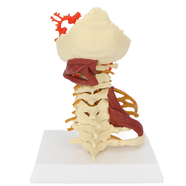 Anatomical Spine Model Human Cervical Spine Model Occipital Bone Model ...