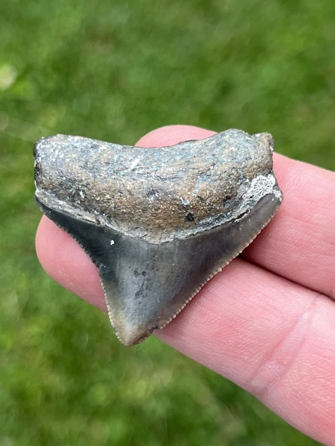 POSTERIOR MEGALODON SHARK Tooth From The Meg Ledge Off NC Coast! Rare ...
