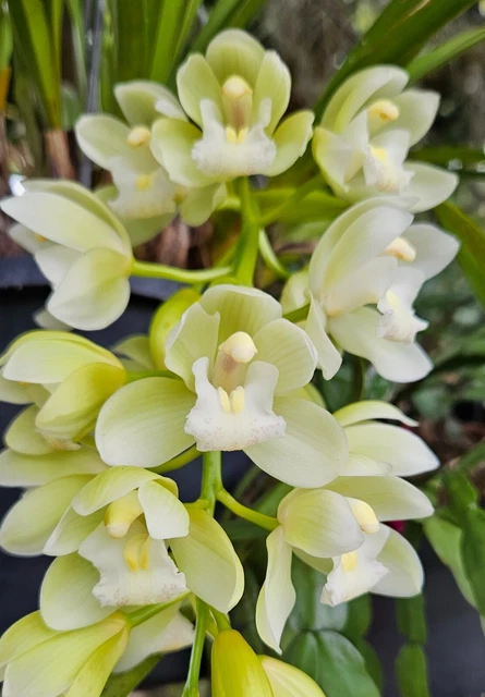 CYMBIDIUM ORCHID - Cym. Sarah Jean 'Ice Cascade' (4N) HCC/OSCOV, CCM ...