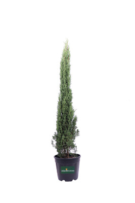 PIANTA DI CIPRESSO Cupressus Sempervirens Totem pianta conifera vera da ...
