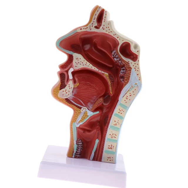 Longitudinal Section Human Nasal Oral Cavity Throat Pathology Model