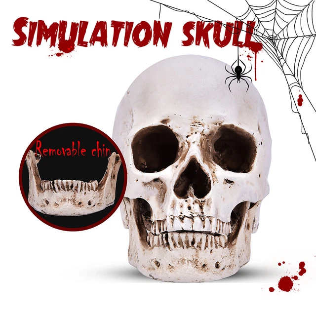 LIFE SIZE HUMAN Skull Model 1:1 Replica Realistic Skull Head Bone ...