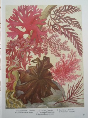 TYPES OF SEAWEED old vintage ALGAE print 1960's SEA WEEDS £2.90 ...
