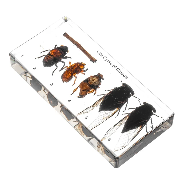 CICADA LIFECYCLE INSECT Specimen Resin Collection Education Transparent ...