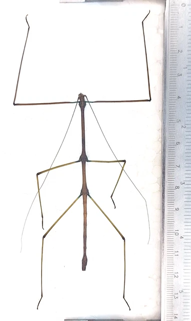 PHASMIDA/PHASMATODEA SP. 8.2CM N° 10 From Perú $7.99 - PicClick