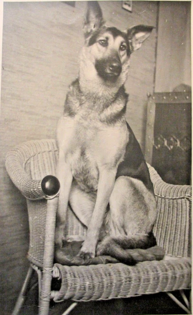 RARA FOTO ORIGINALE vecchi tempi magnifico cane pastore sulla propria ...