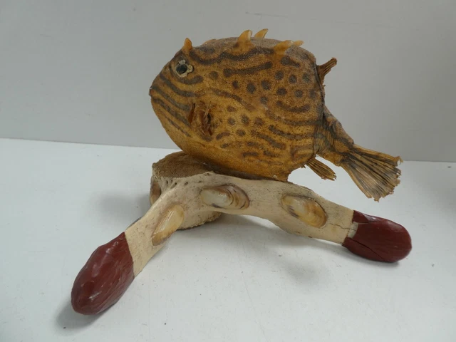 VINTAGE TAXIDERMY COWFISH Fish Specimen On Painted Bone Base $229.00 ...