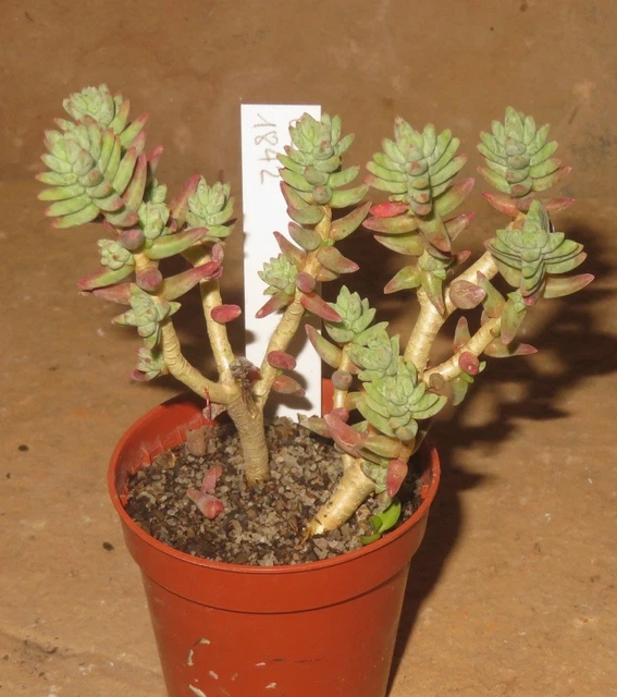 SEDUM BOOLEANUM EB-EC1842-T5 Culture Plants Sukkulente Sammlung EUR 9 ...