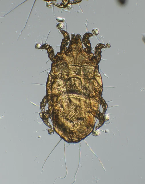 J.F.COCKEN ANTIQUE MICROSCOPE Slide. Acari of Dotterel £10.00 - PicClick UK