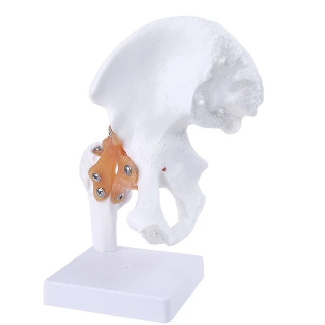 LIFE SIZE LIGAMENT Hip Joint Medical Anatomy Model Skeleton Teaching ...