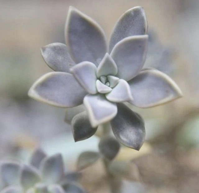 GHOST PLANT / Graptopetalum Paraguayense Sedum Succulent - 3 UNROOTED ...