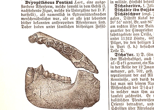 ALTE LITHOGRAPHIE, DRYOPITHECUS Fontani, ca. 1930, ausgestorbene ...