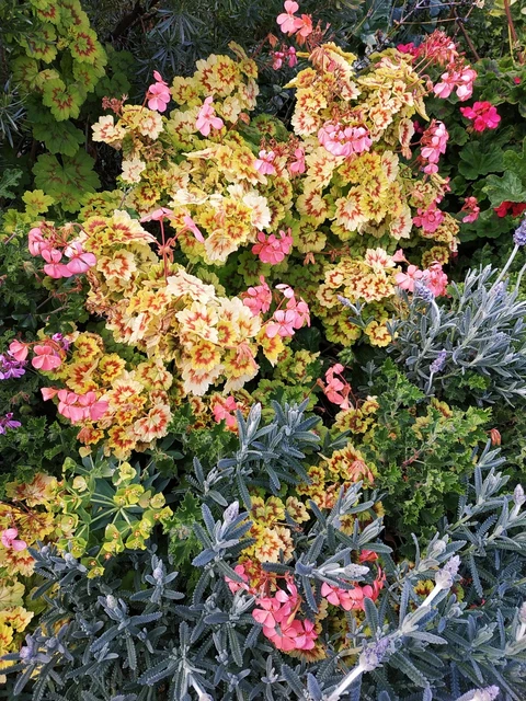 FANCY LEAF PELARGONIUM / Geranium: Red Star Gold-Leaved $12.00 ...