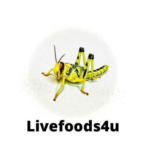 LIVE LOCUST EXTRA Large 60 Bulk In Tubs 35-45mm Size 5 Livefood ...