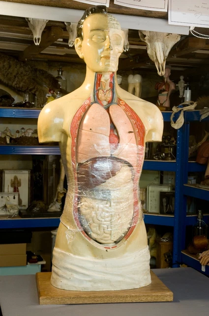 VERY EARLY ADAM Rouilly full life size male medical figure with ...