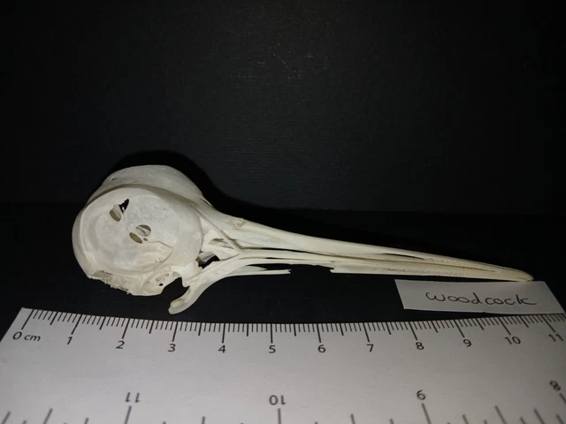 GENUINE LARGE BRITISH Gull species skull bird skull beak sheaths bone ...