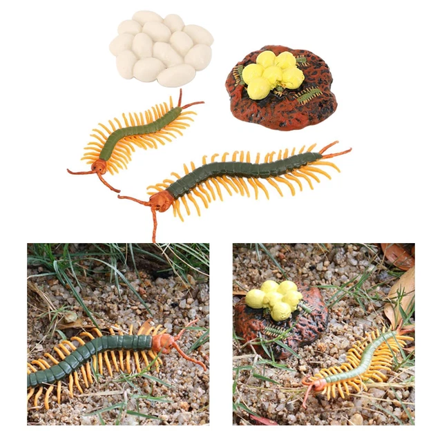 4 STAGES LIFE Cycle of a Centipede, Plastic Centipede Toy EUR 9,79 ...
