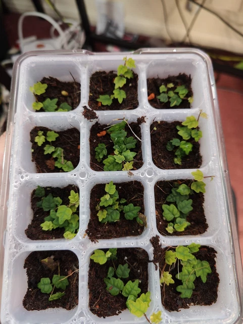 OAK LEAVED CREEPING Fig Mini Plug Plants - 2x - Terrarium Plants £7.99 ...