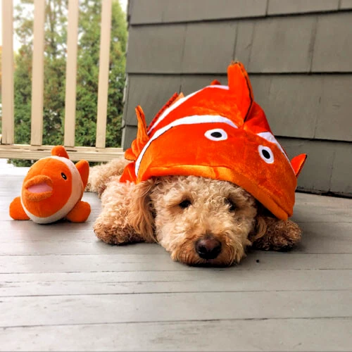VERY RARE SPOOKY NIGHT DISNEYs FINDING NEMO DOG COSTUME OUTFIT COSPLAY ...