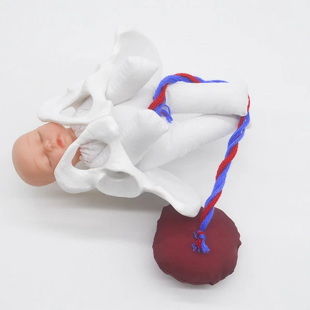 HUMAN FEMALE PELVIS Model Baby with Placenta Model Model EUR 25,50 ...