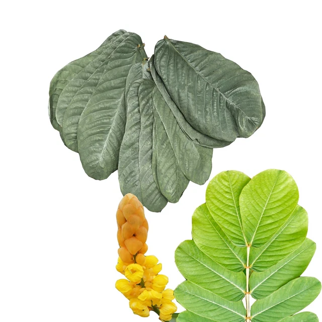 DRIED CASSIA ALATA , Senna Alata Leaves Aththora Ayurvedic Leaf For ...
