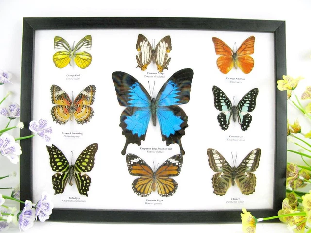 9 TRÈS BEAUX papillons d'élevage soignés dans une vitrine - pièce ...