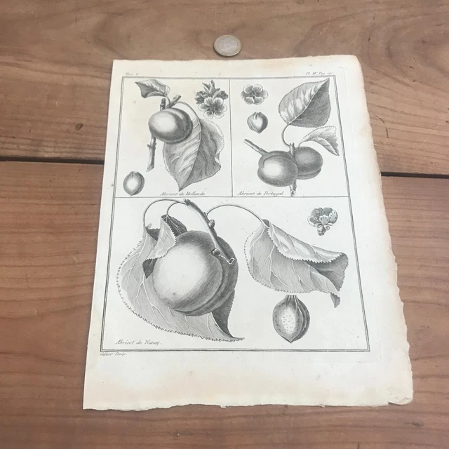 GRAVURE ANCIENNE 18 eme siècle N380 abricot EUR 18,00 - PicClick FR