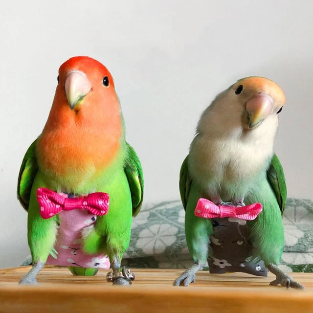 BIRD PARROT DIAPER Cockatiel Pigeon Nappy Flight Suit Clothes Apparels ...