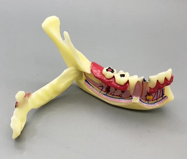 DENTAL MANDIBULAR TISSUE Teeth Anatomical Model Patient Study Teaching ... DENTAL MANDIBULAR TISSUE Teeth Anatomical Model Patient Study Teaching ...