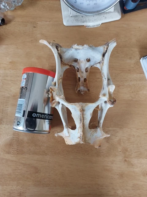 REAL SHEEP PELVIS And Sacrum, Taxidermy, Crafts, Curio, Wicca, Pagan ...