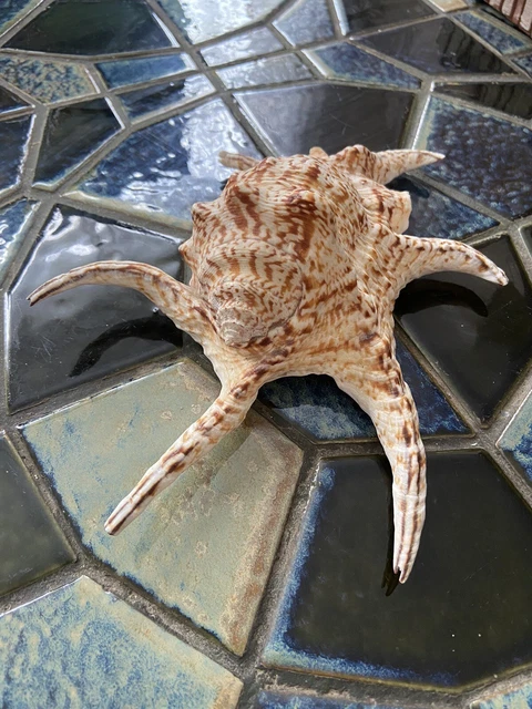 LARGE NATURAL VINTAGE Genuine Harpago Chiragra Spider Conch Beach Shell ...