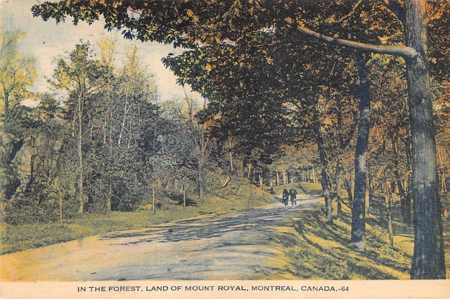 IN THE FOREST Land Of Mount Royal Montreal Canada Candian Postcard (8 ...
