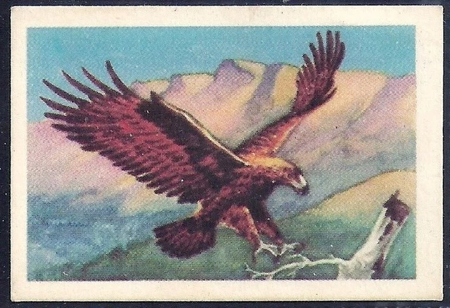 AUSTRALIAN LICORICE-BIRDS OF Australia 1930'S-#04- Wedge Tailed Eagle £ ...
