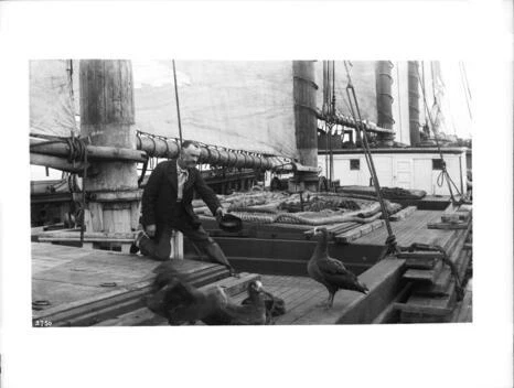 MAN AND GOONEY Bird Blackfoot Albatross On Schooner In Mid-Pacifi - Old ...
