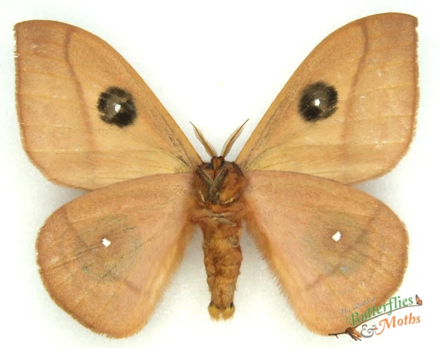 AUTOMERIS AMOENA SETA Moth Set x1 A- Entomologia Insetto Collezionisti ...