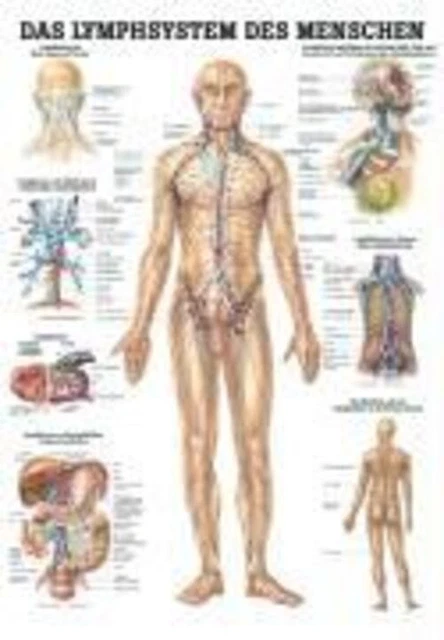 ANATOMISCHE LEHRTAFEL. DAS Lymphsystem des Menschen. 70 x 100 cm Poster ... ANATOMISCHE LEHRTAFEL. DAS Lymphsystem des Menschen. 70 x 100 cm Poster ...