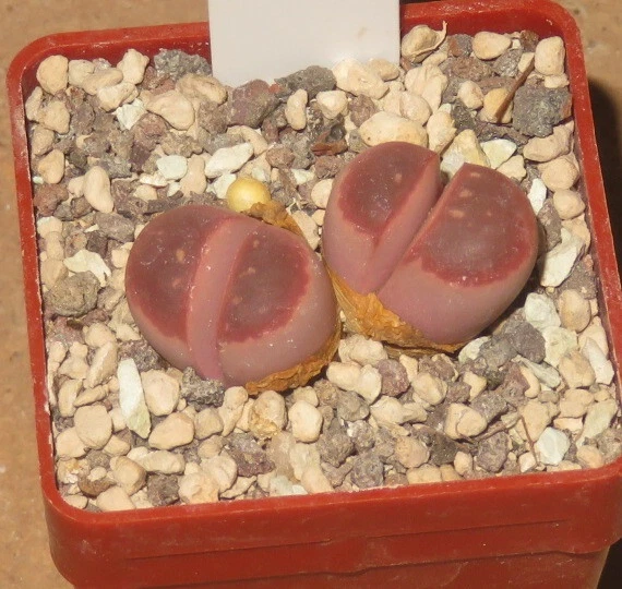 LITHOPS OLIVACEA V. nebrownii cv Red Olive Mesemb Sammlung EB-MS476-T4 ...