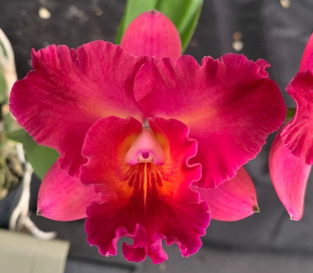 RON CATTLEYA ORCHID Rlc. Robert Scalia 'Burdekin Ruby' x C. Angel Flare ...