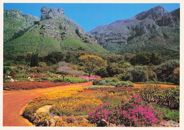 AFRIQUE DU SUD Le Cap National Botanical Gardens At Kirstenb EUR 5,00 ...