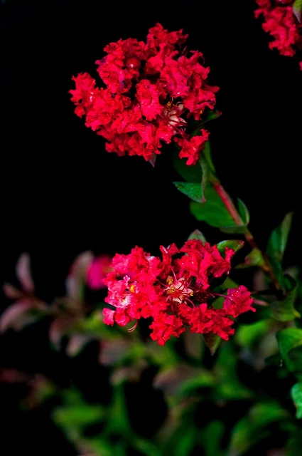 LAGERSTROEMIA INDICA CV " Dynamite " Vq 9x9x20 - Hartriegel Ab Blume ...