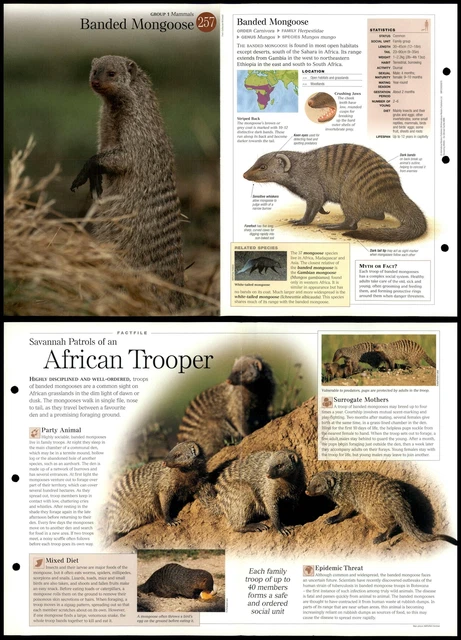 BANDED MONGOOSE #257 Mammals - Discovering Wildlife Fact File Fold-Out Card £1.99 - PicClick UK