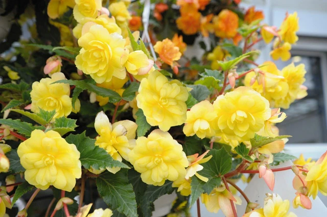 5 X TRAILING Begonia Illumination Lemon Plug Plants £8.99 - PicClick UK
