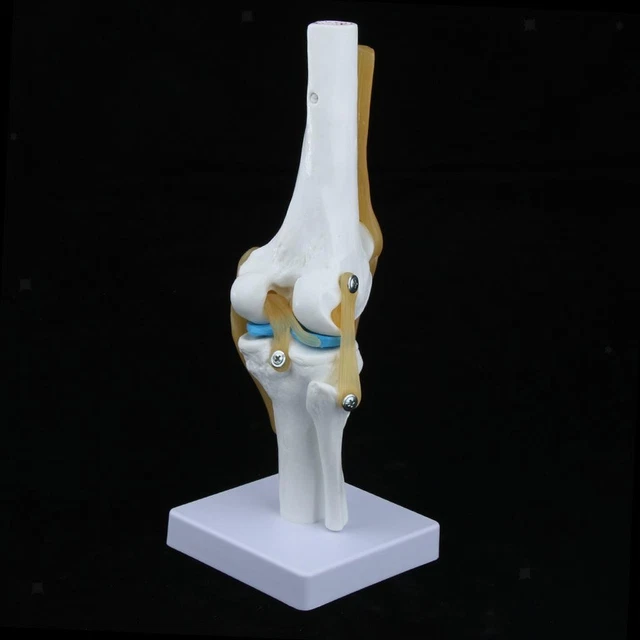 KNEE JOINT MODEL Life Size Human Skeleton Anatomy Study Display ...