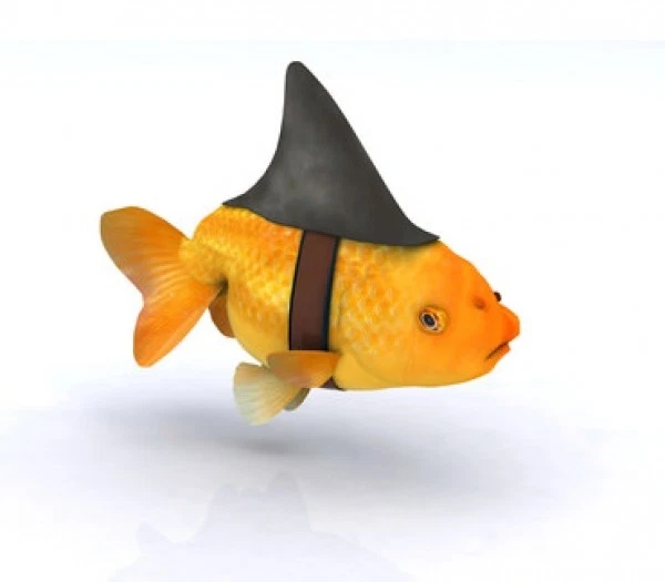 CALIPITTER CHOW AROMA von Mom and Pop 10 ml EUR 3,99 - PicClick DE