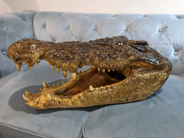 MONSTER SALTWATER CROCODILE Head Taxidermy Croc EUR 5.445,24 - PicClick FR